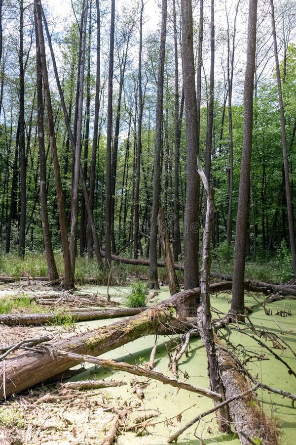 Forest swamp. stock photo. Image of plant, landscape - 288255660