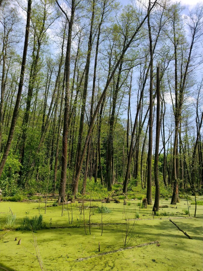 Forest swamp. stock photo. Image of woodland, green - 288256694