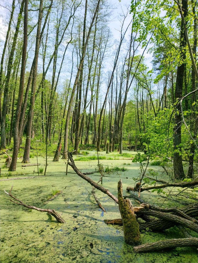 Forest swamp. stock photo. Image of forest, nature, wetland - 288256700