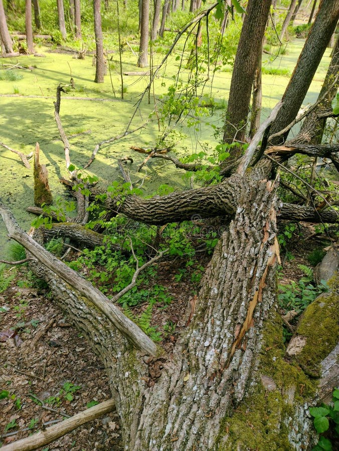 Forest swamp. stock photo. Image of wildlife, soil, landscape - 288256704
