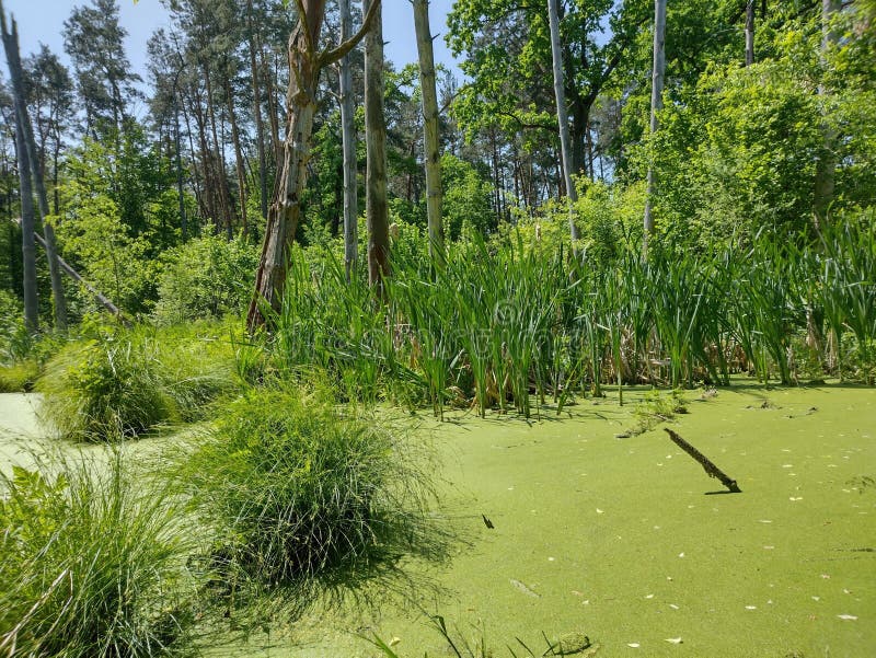 Forest swamp. stock image. Image of meadow, jungle, grass - 288256725
