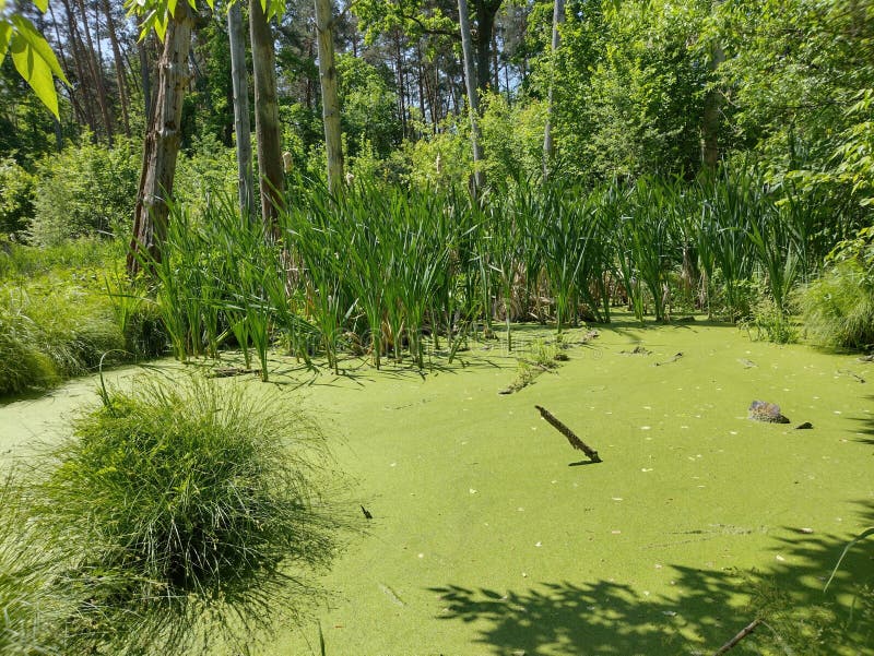 Forest swamp. stock photo. Image of green, plant, spring - 288256728