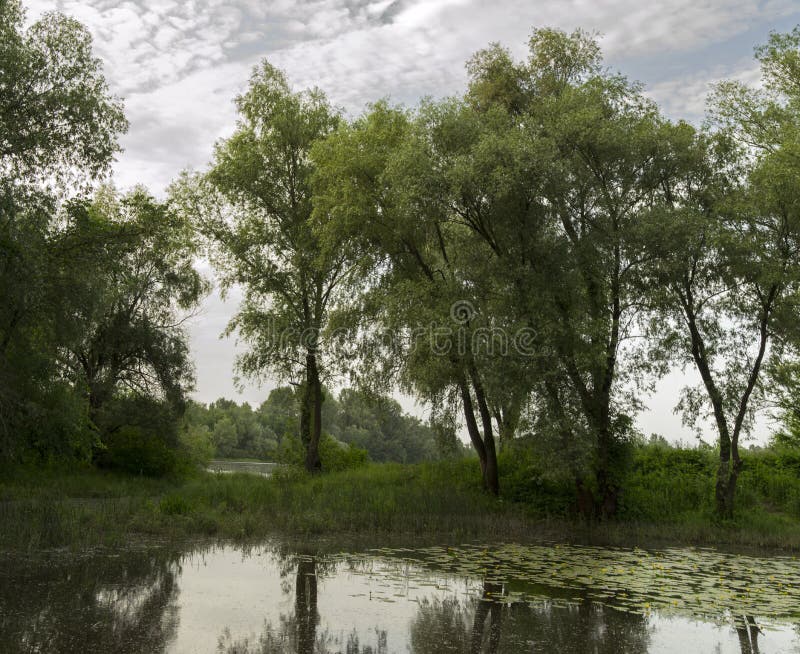 Forest on the Swamp in Summer Day Stock Image - Image of hardwood, land ...