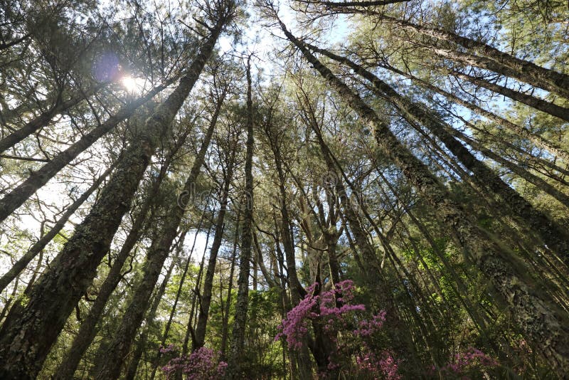 Forest in Taiwan Nanhu Mountain Stock Image - Image of taiwan, tree ...