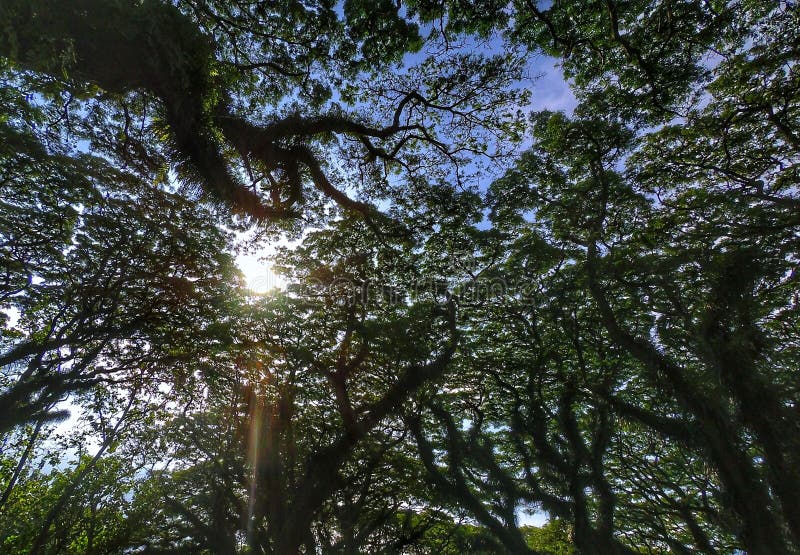 Forest with Tall and Old Trees at East Java Stock Image - Image of ...