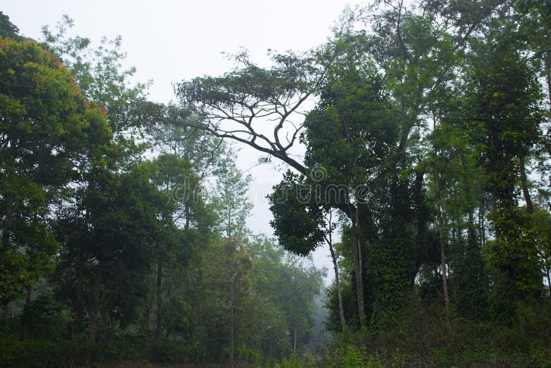 Forest with Tall and Short Trees Stock Image - Image of forest ...