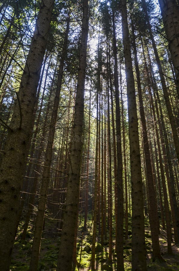 Slender Tall Pine Trees Under Bright Sun Stock Photos - Free & Royalty ...