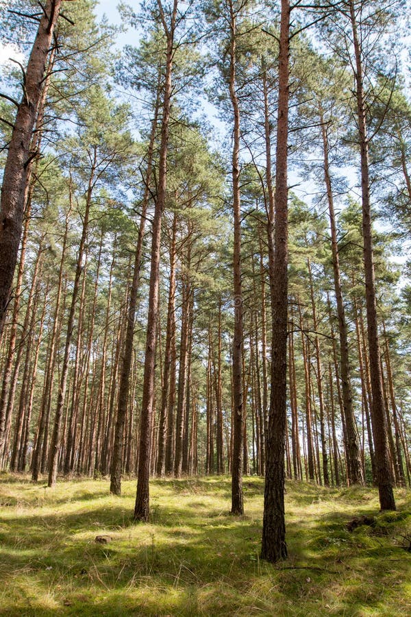 Forest with Tall Trees from Below Stock Image - Image of outdoor ...