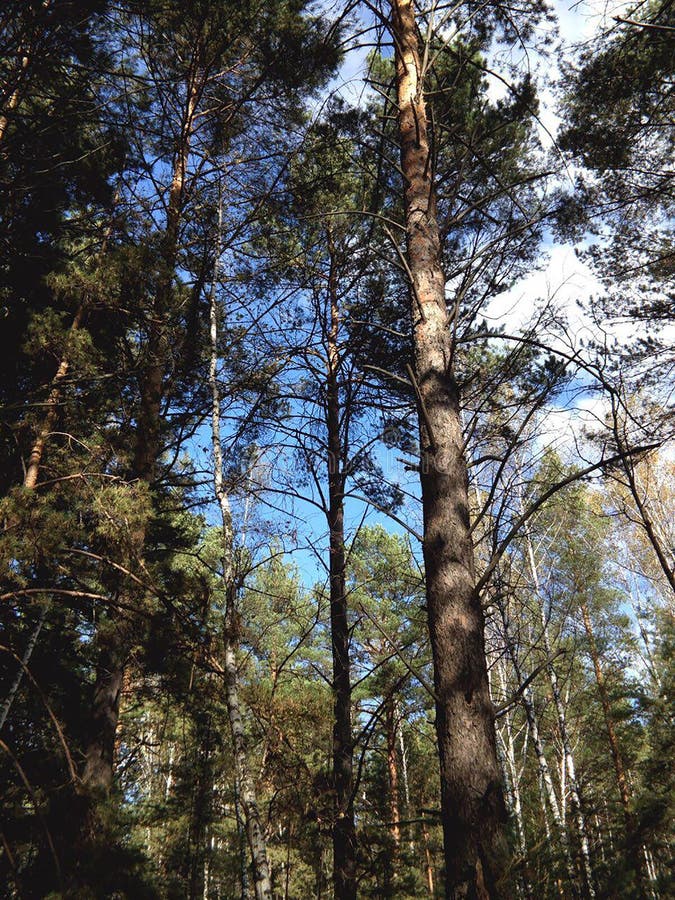 Forest and Tall Trees Mobile Photography Stock Image - Image of mobile ...