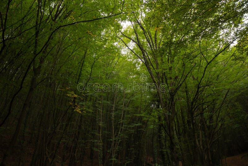Forest and Tall Trees in Moody or Low Light View. Nature Background ...