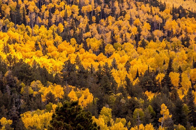 Forest of Tall Yellow Aspen Trees Stock Image - Image of artizona ...