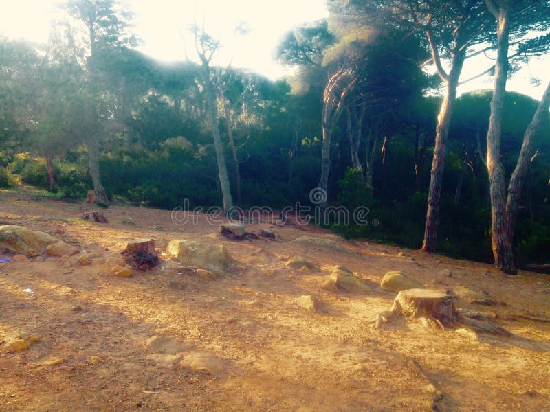 Forest from tangier stock image. Image of wonderful - 109872155