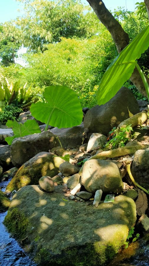 Forest Taro Plants that are almost Extinct Stock Photo - Image of ...