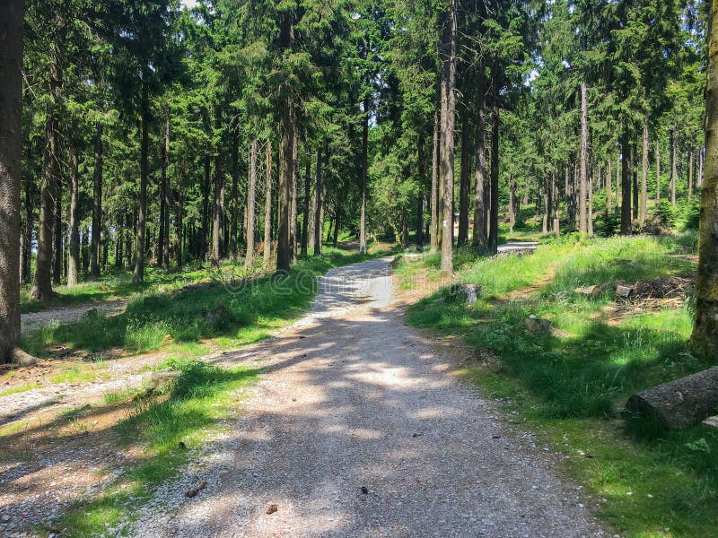 Forest in Taunus Region, Germany Stock Image - Image of travel, green ...