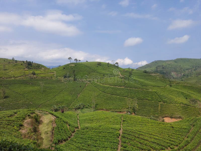Forest tea yard stock photo. Image of vegetation, valley - 222587812