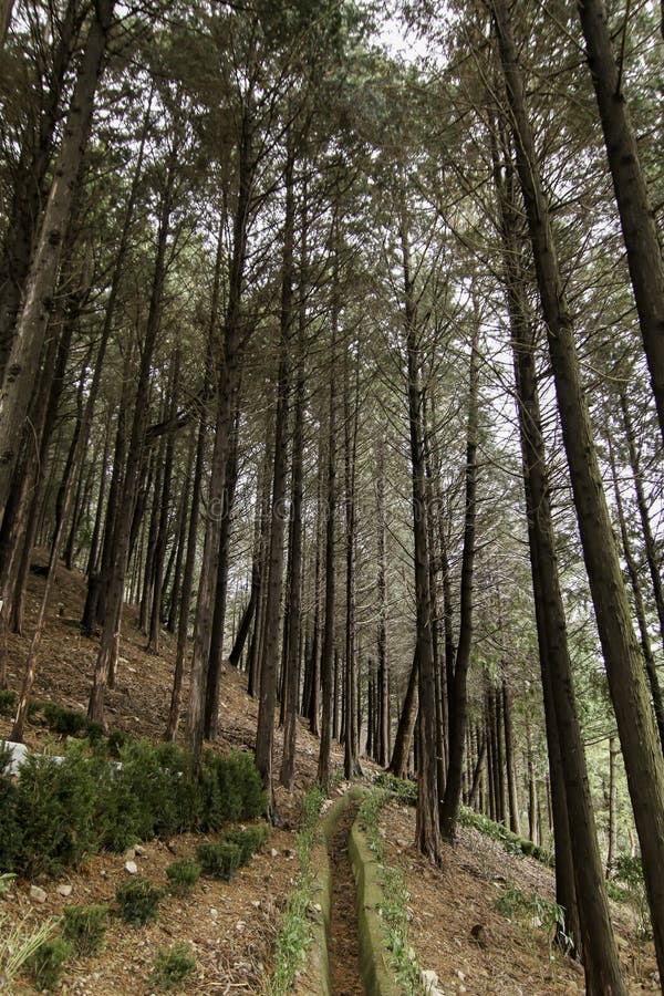 Forest in Temple Busan Korea. Stock Photo - Image of travel, outdoors ...