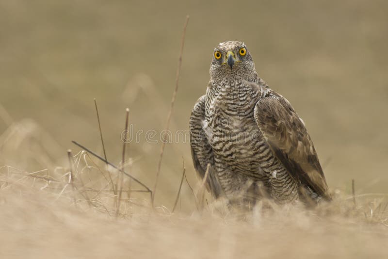 Forest Tern on the Dried Grasses in the Wild Stock Image - Image of ...