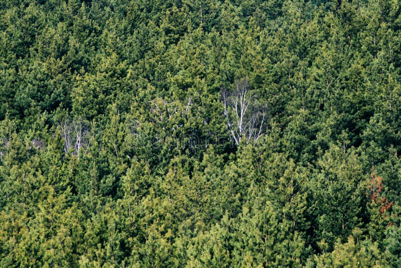 Forest texture stock photo. Image of environmental, view - 2220028