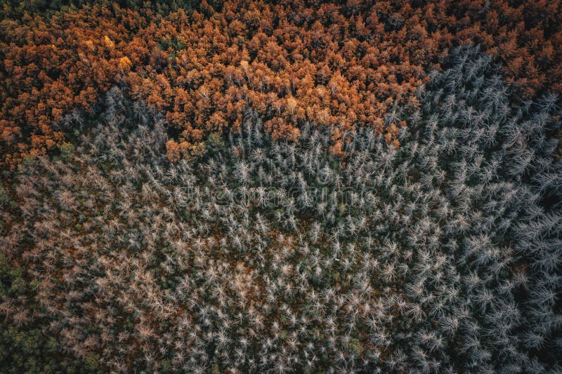 Forest Texture from Autumn Season Top Down View from a Drone Stock ...