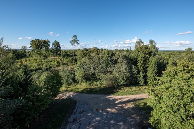 Forest Texture with Tree Trunk Wall in Green Summer Stock Image - Image ...