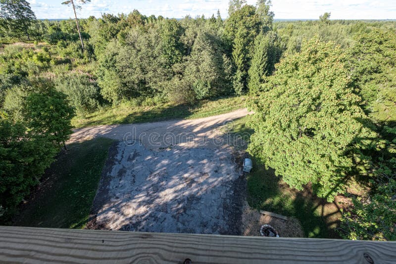 Forest Texture with Tree Trunk Wall in Green Summer Stock Image - Image ...