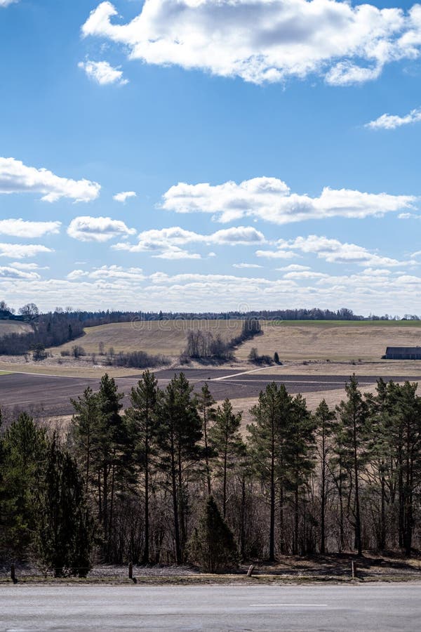 Forest Texture with Tree Trunk Wall in Green Summer Stock Photo - Image ...