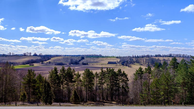 Forest Texture with Tree Trunk Wall in Green Summer Stock Photo - Image ...