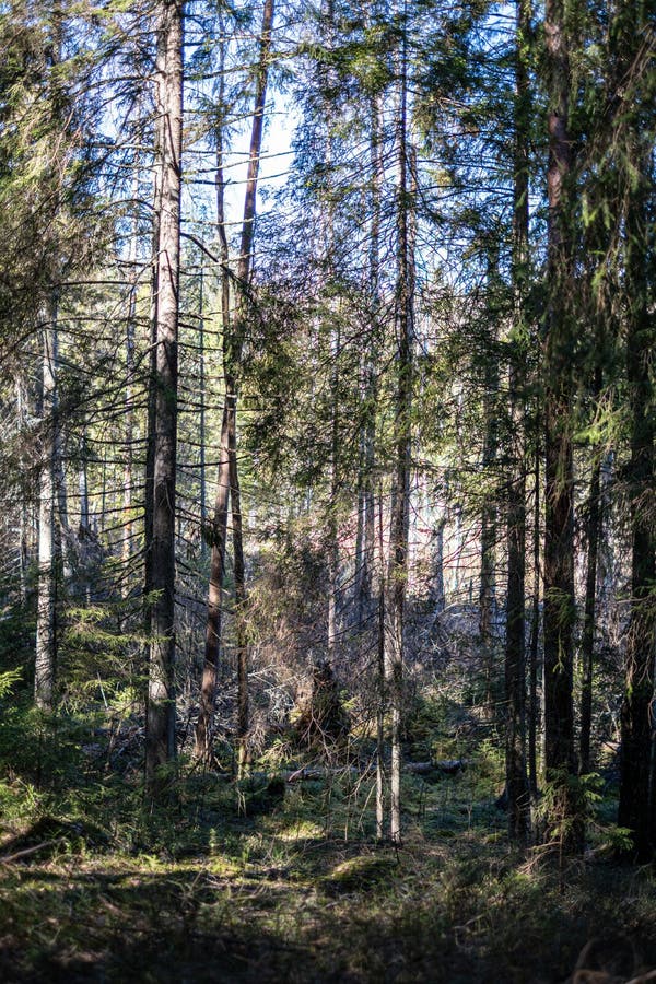 Forest Texture with Tree Trunk Wall in Green Summer Stock Photo - Image ...