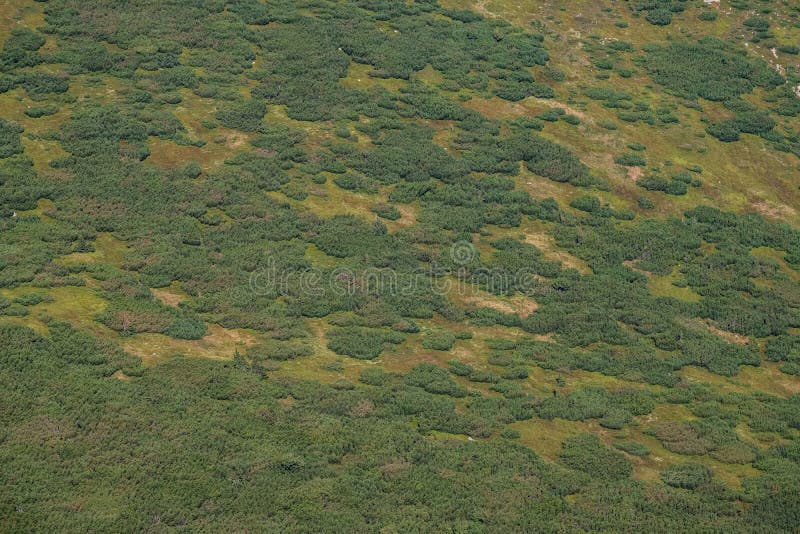 Forest Texture with Tree Trunk Wall in Green Summer Stock Image - Image ...
