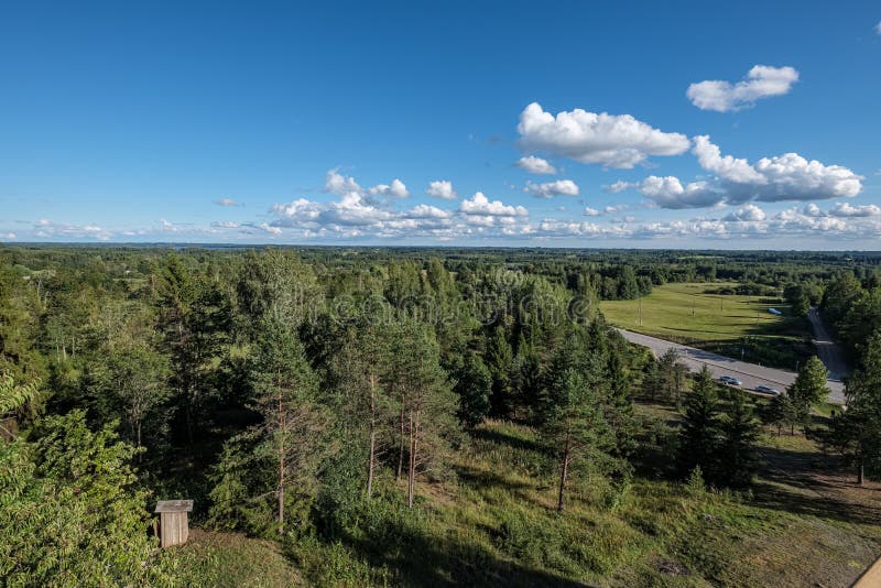 Forest Texture with Tree Trunk Wall in Green Summer Stock Photo - Image ...