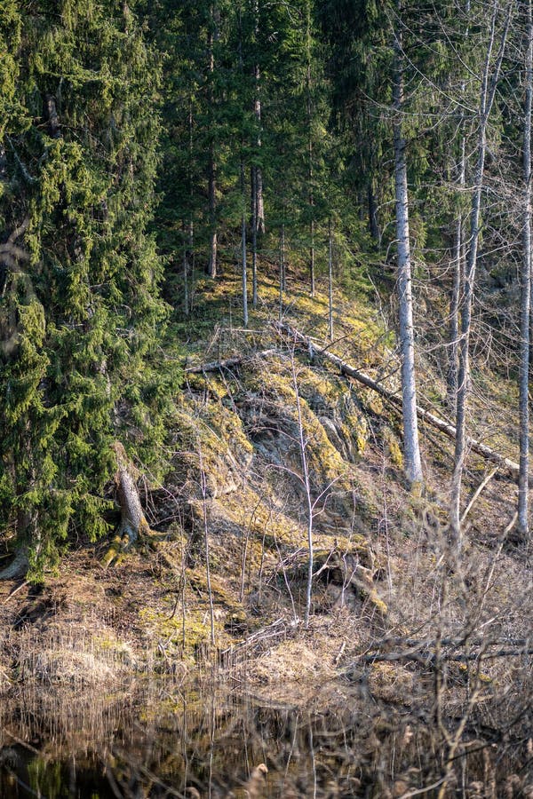 Forest Texture with Tree Trunk Wall in Green Summer Stock Image - Image ...