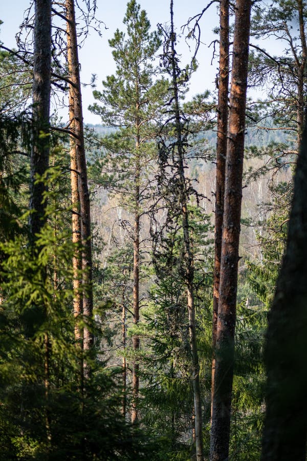 Forest Texture with Tree Trunk Wall in Green Summer Stock Photo - Image ...