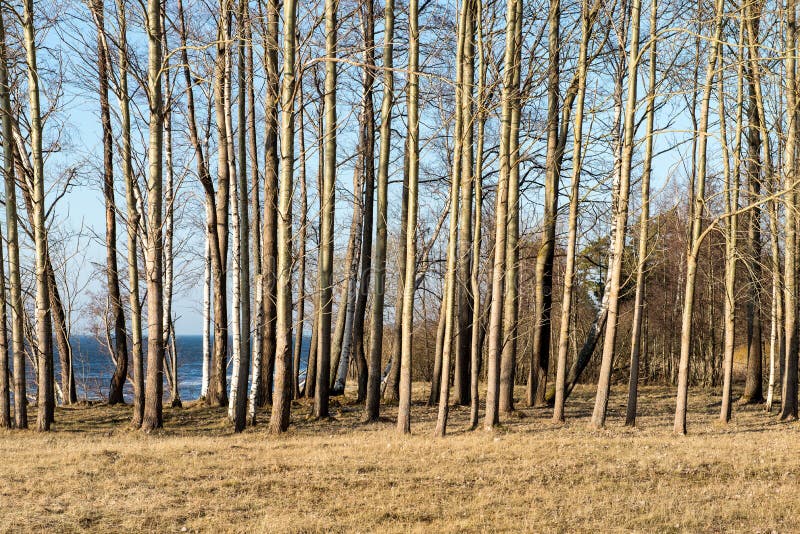 Forest textured background stock image. Image of seasonal - 51253481