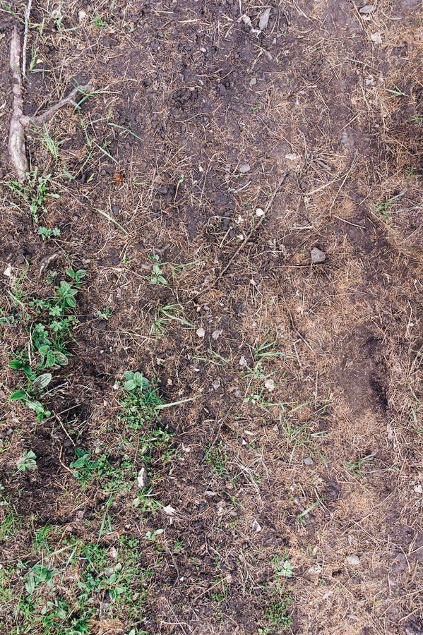 Ground Texture in the Forest with a Leaves and Tree Roots. Autumn ...
