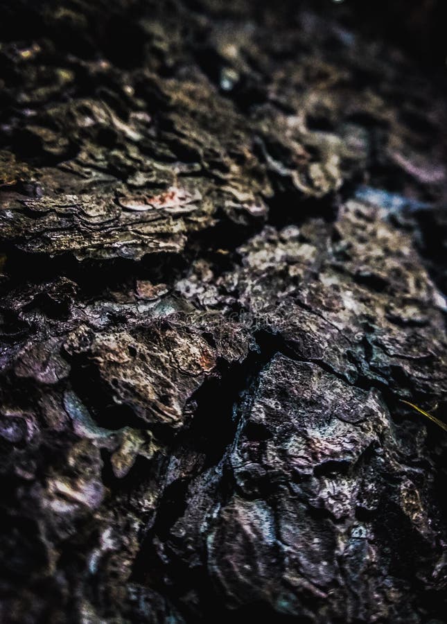 Forest textures stock photo. Image of park, trees, textures - 117271616