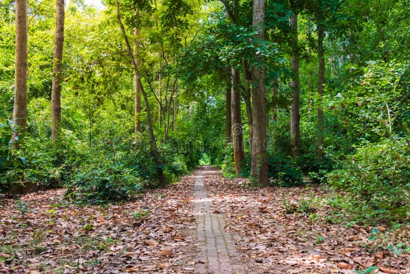 Small Path in the Middle of Rice Field Stock Photo - Image of soil ...