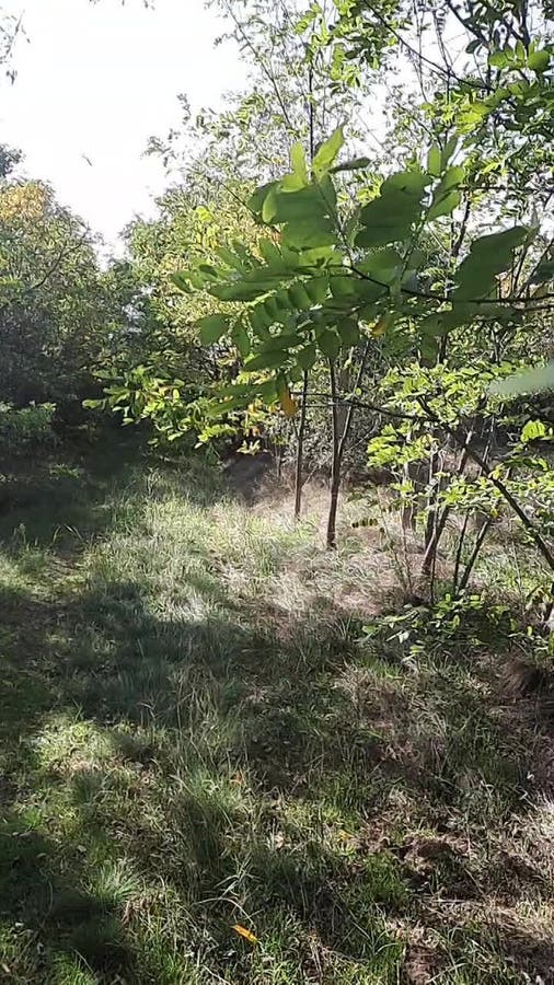 Walking through a forest stock video. Video of animated - 259038977