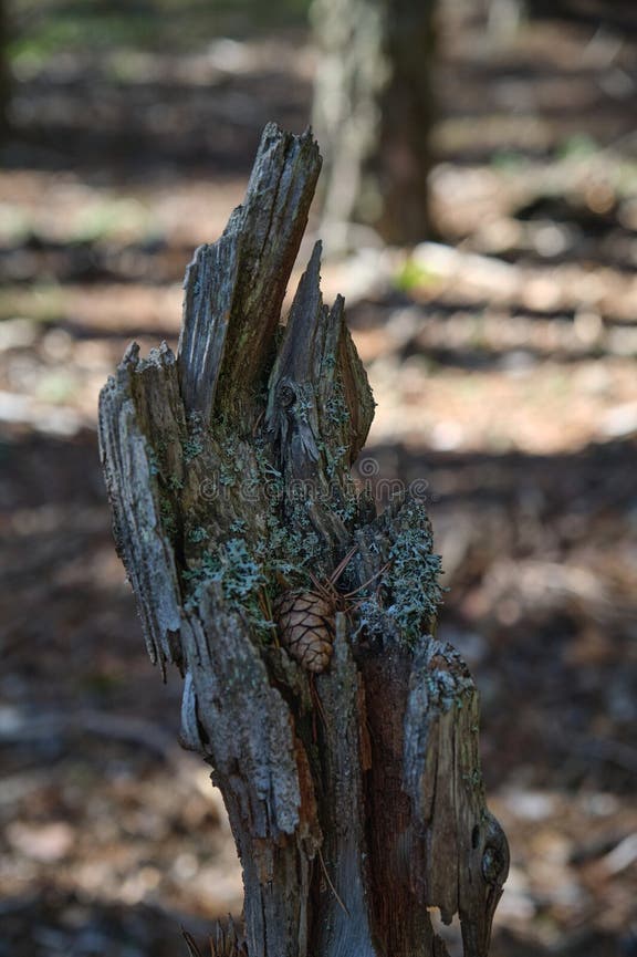 An Old Tall Stump in the Forest Covered with Moss Stock Photo - Image ...