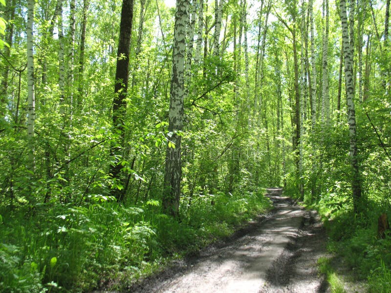 Forest stock photo. Image of outdoors, blue, color, lush - 49503462