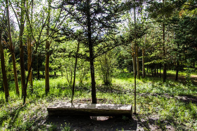 Forest stock photo. Image of sunshine, stool, grass, tree - 96004464