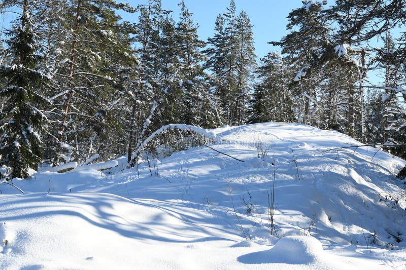 Forest with Thick Snow Mantle Stock Photo - Image of finland, frost ...