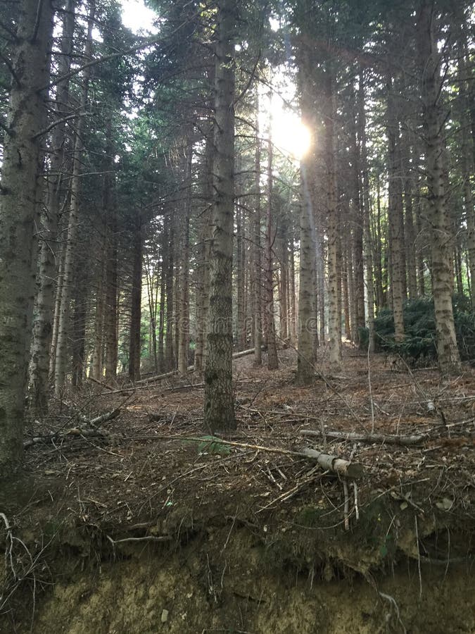 Sun shining through forest stock image. Image of shining - 57016185