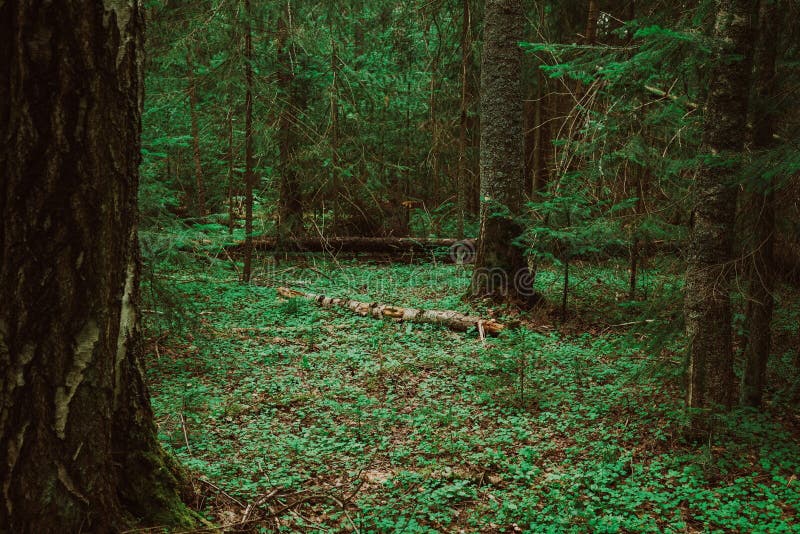 Forest thicket stock photo. Image of outdoor, nature - 280230928