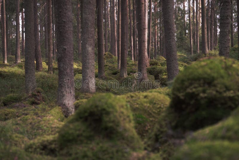 Forest Thicket during the Day. Pine and Spruce Trunks Stock Photo ...