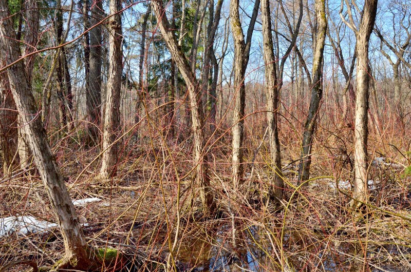 Forest Thicket with Dense Thickets Stock Photo - Image of wood ...