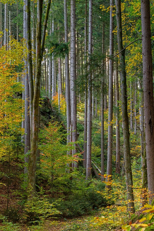 Forest Thicket with Dense Undergrowth Stock Image - Image of natural ...