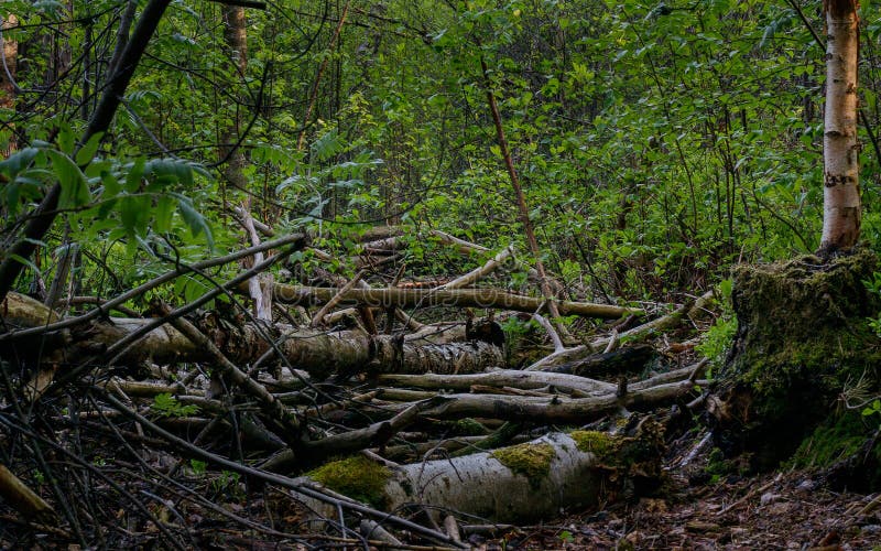 In the Forest Thicket, in Early Spring, Old, Mossy, Dead Birch Trees ...