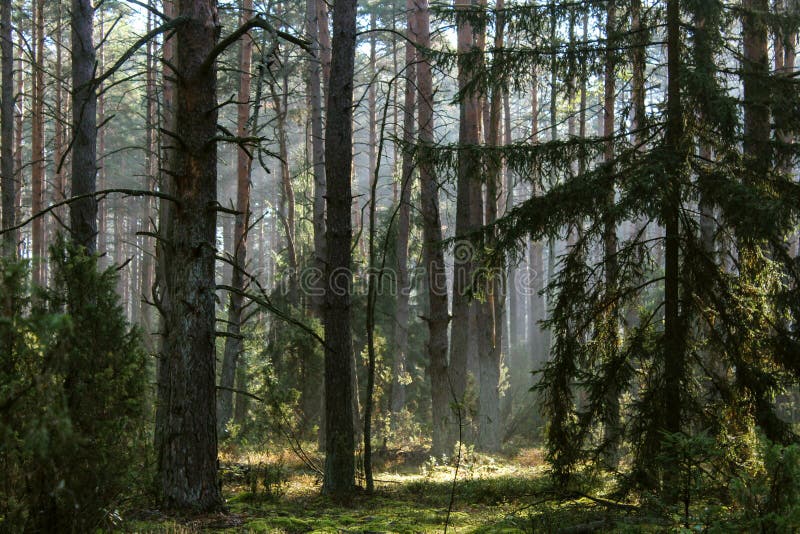 Forest Thicket with Old Christmas Trees in the Morning Sun, Autumn ...