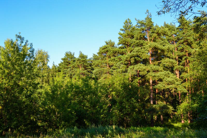 Pine Thicket. Forest Thicket, Pine Trees In The Forest. Saint ...