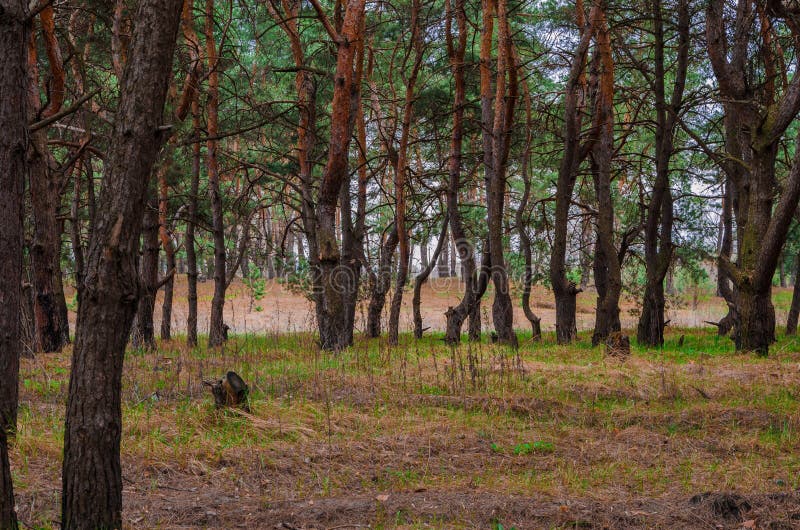 Forest Thicket of a Pine Forest Stock Photo - Image of country, thicket ...